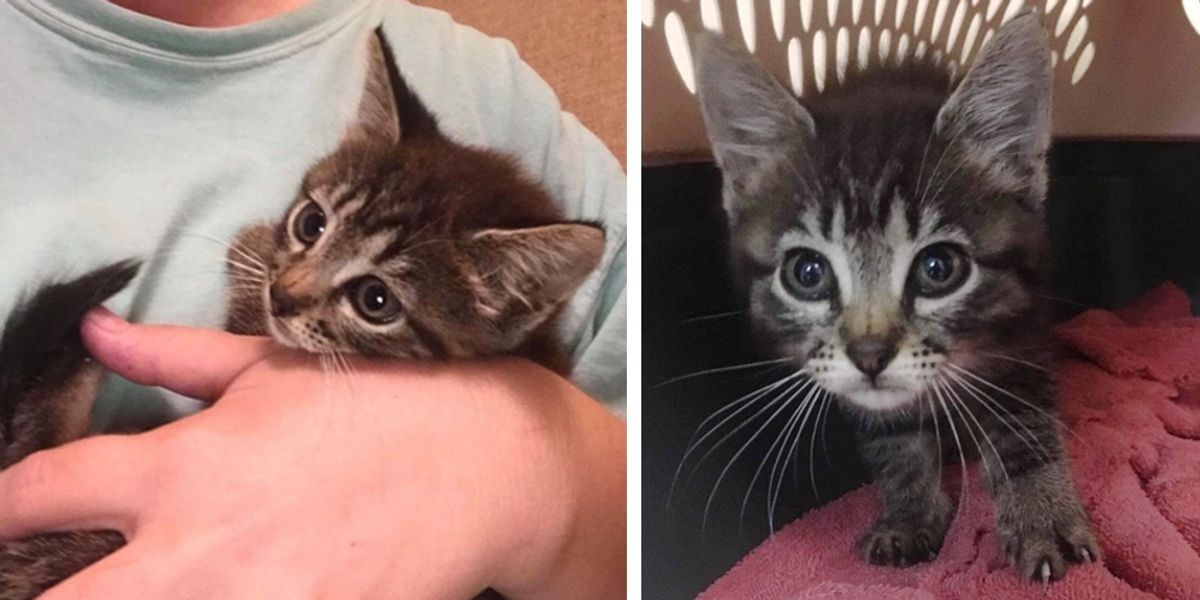 Brave Kitten Tries to Get Inside Pharmacy to Look for Help - Love Meow
