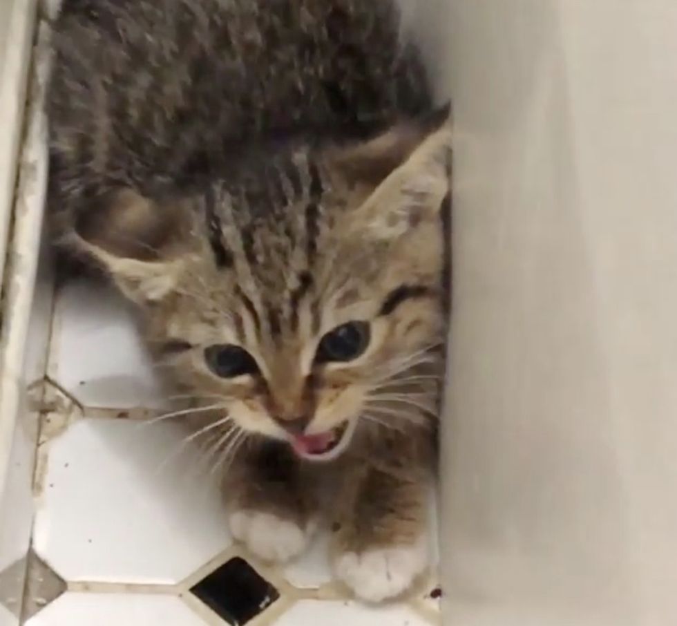 Scared Kittens Rescued from Wood Pile Discover Love with Help from Baby ...