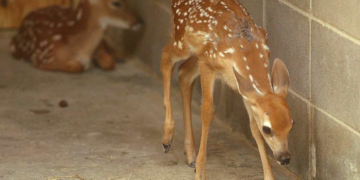 South Carolina woman catches fawn in water during fishing trip - It's a ...