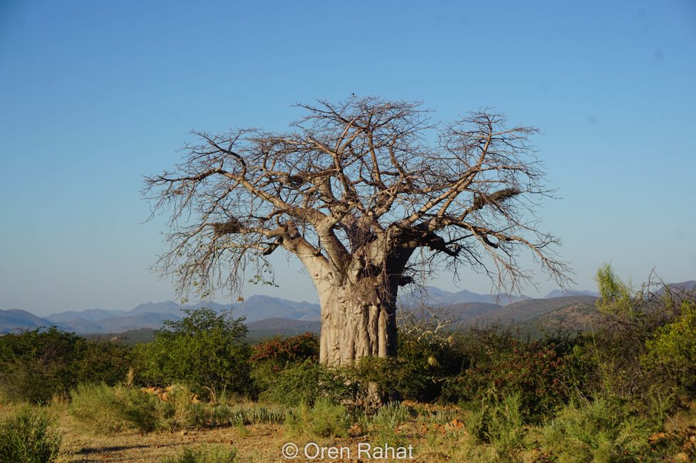 The African Tree of Life