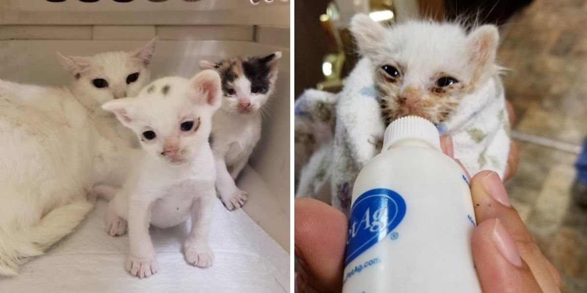 Runty Kitten Brought Back from the Brink After He Was Found Outside in ...