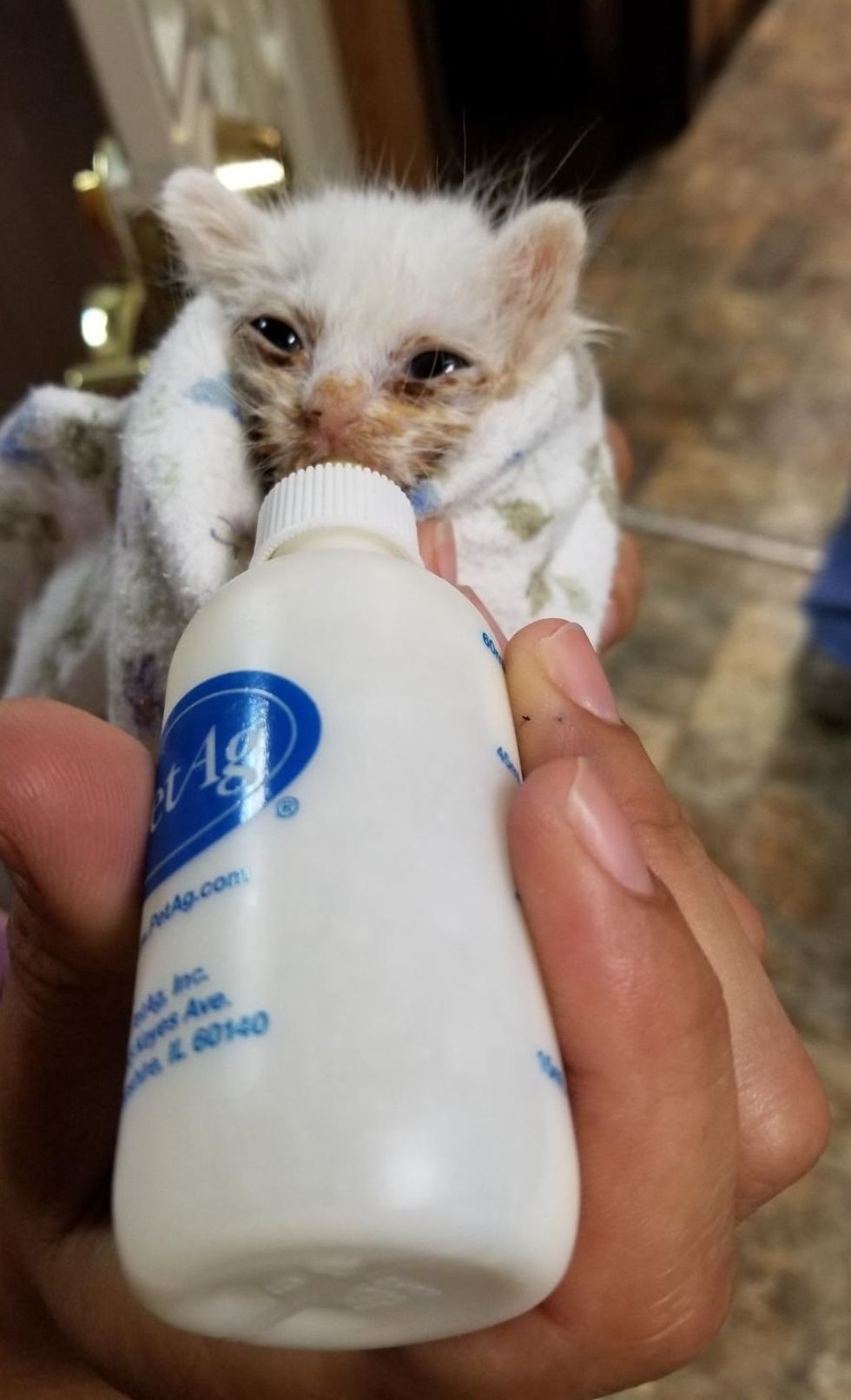 Runty Kitten Brought Back from the Brink After He Was Found Outside in ...