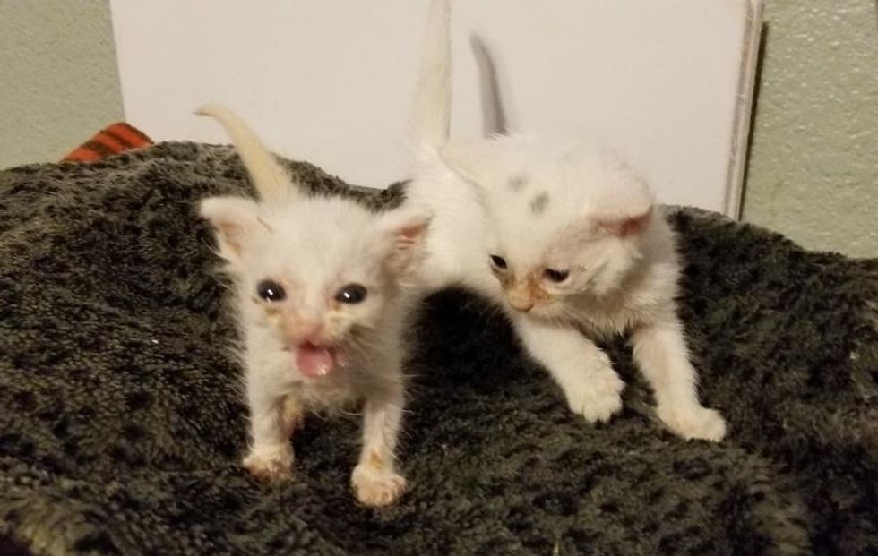 Runty Kitten Brought Back from the Brink After He Was Found Outside in ...
