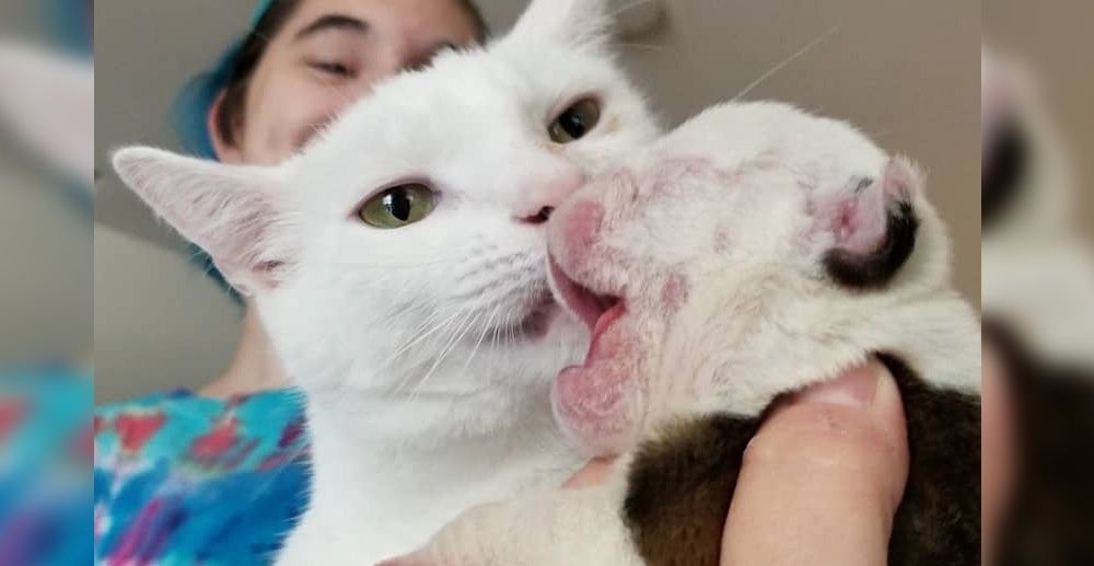 Nurturing Cat and Rescued Kittens Give Orphaned Puppy Love and Cuddles ...