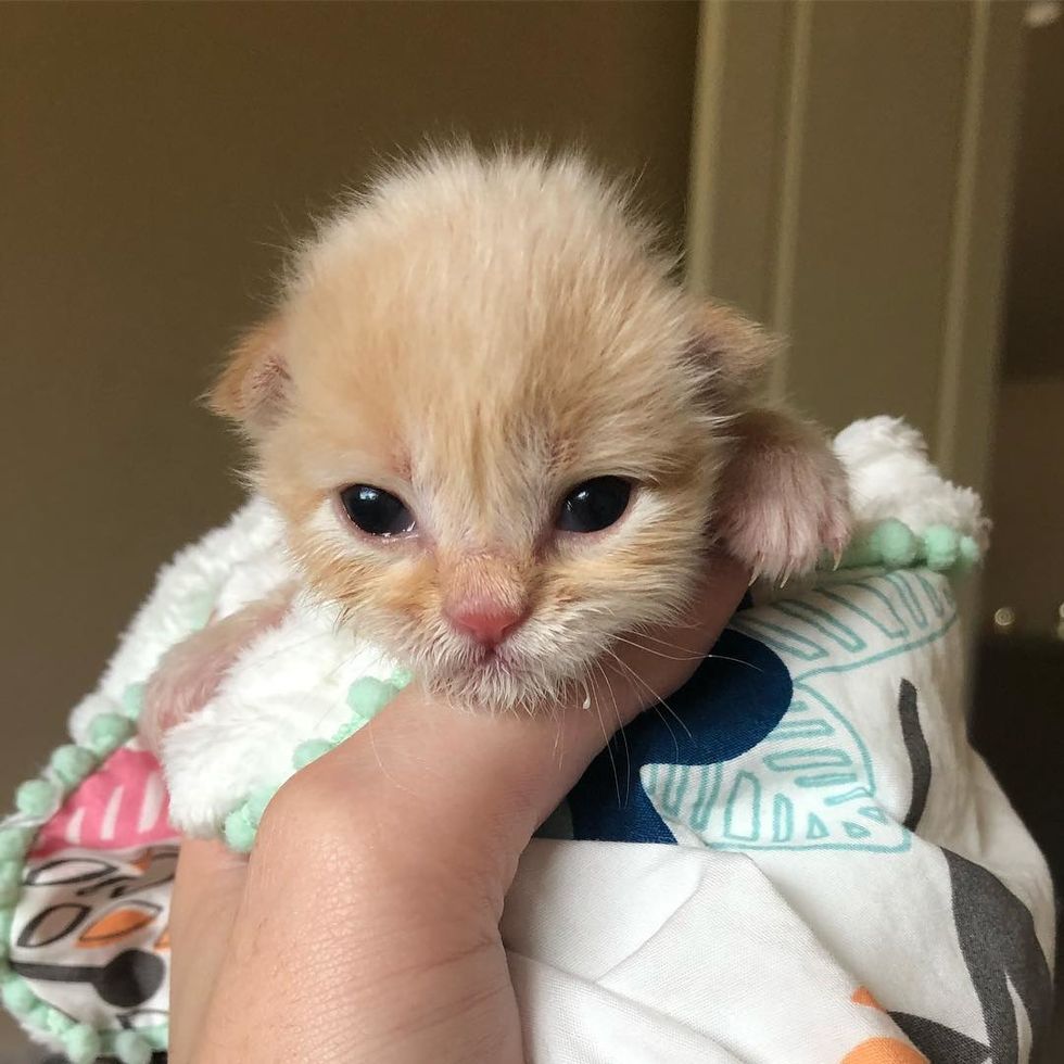 2 Kittens Who Were Found Abandoned, Survive All Odds Even Though No One ...