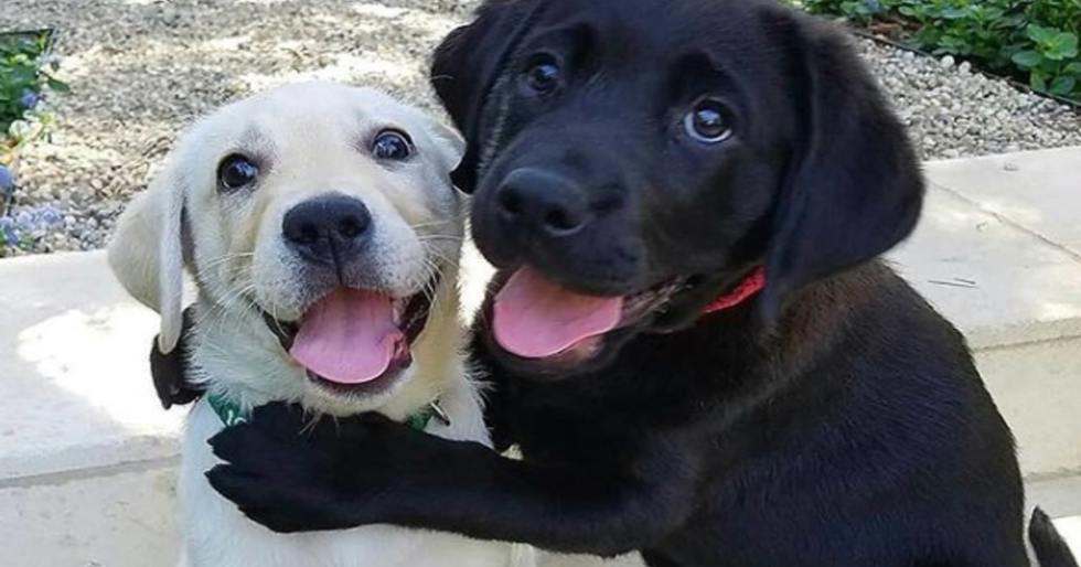 11 Weird Dog Breeds You've Never Heard Of