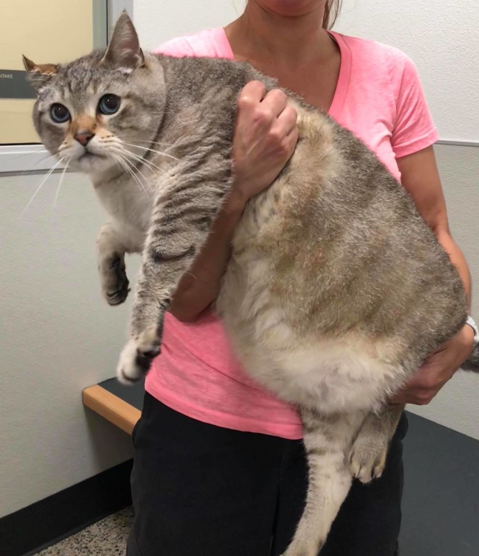 27-pound Cat Who Was Left in Box Outside Shelter, Finds Someone He's ... 27-pound Cat Who Was Left in Box Outside Shelter, Finds Someone He's ...