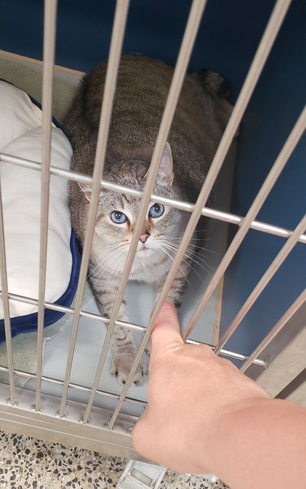 27-pound Cat Who Was Left in Box Outside Shelter, Finds Someone He's ...