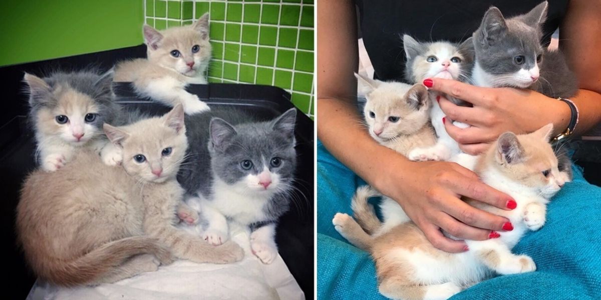 Kittens So Shy They Stay Huddled Up Together Until Woman Helps Them ...