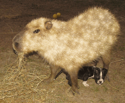 capybara gifs for the stressed student