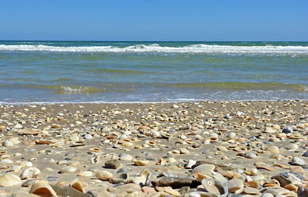 The south's best beaches for seashells - It's a Southern Thing