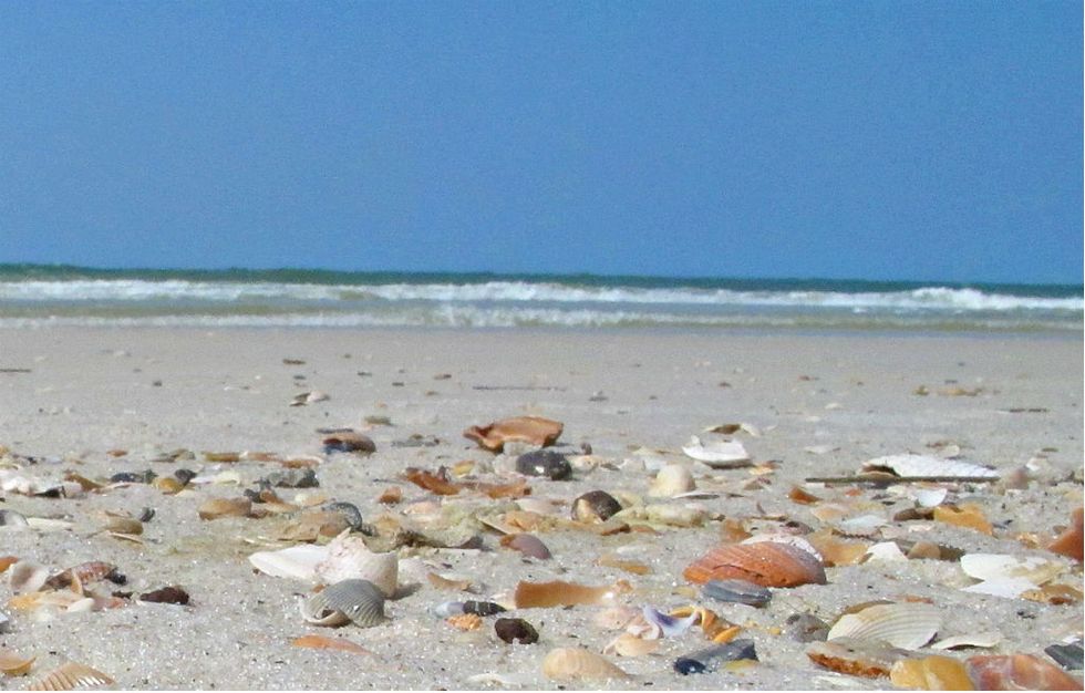 The south's best beaches for seashells - It's a Southern Thing