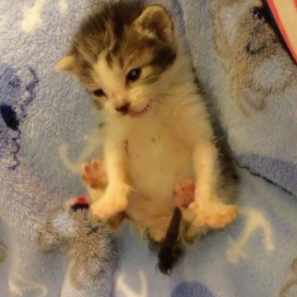 11-year-old Girl Rescues 2 Orphaned Kittens Just in Time and Becomes ...