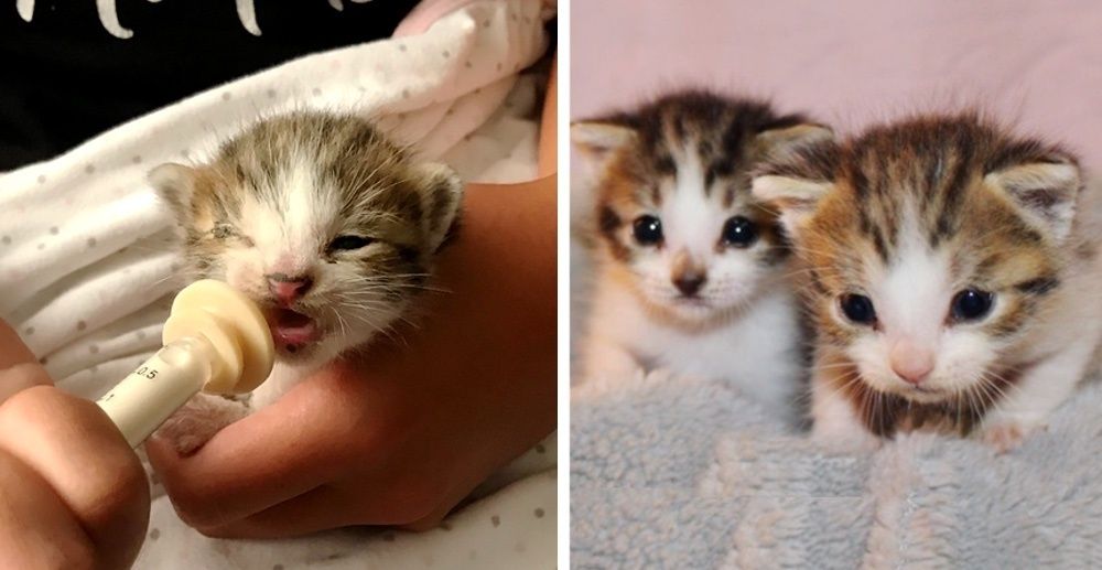 11-year-old Girl Rescues 2 Orphaned Kittens Just in Time and Becomes ...