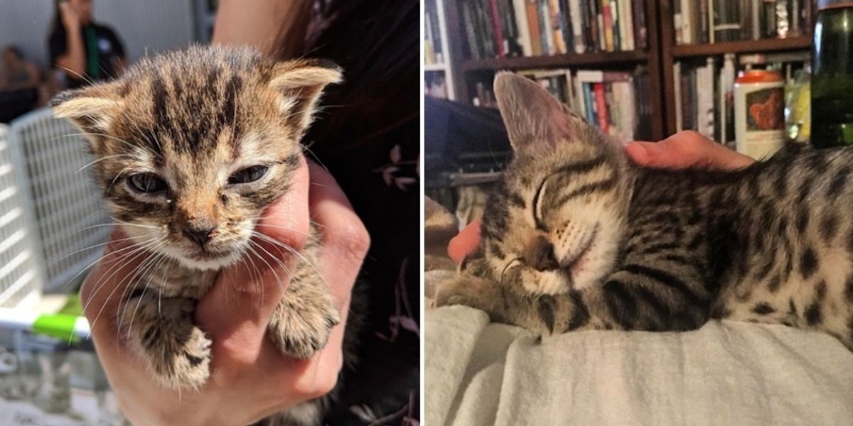 Kitten Who Couldn't Grow, Finds Someone She Loves and Won't Let Go ...