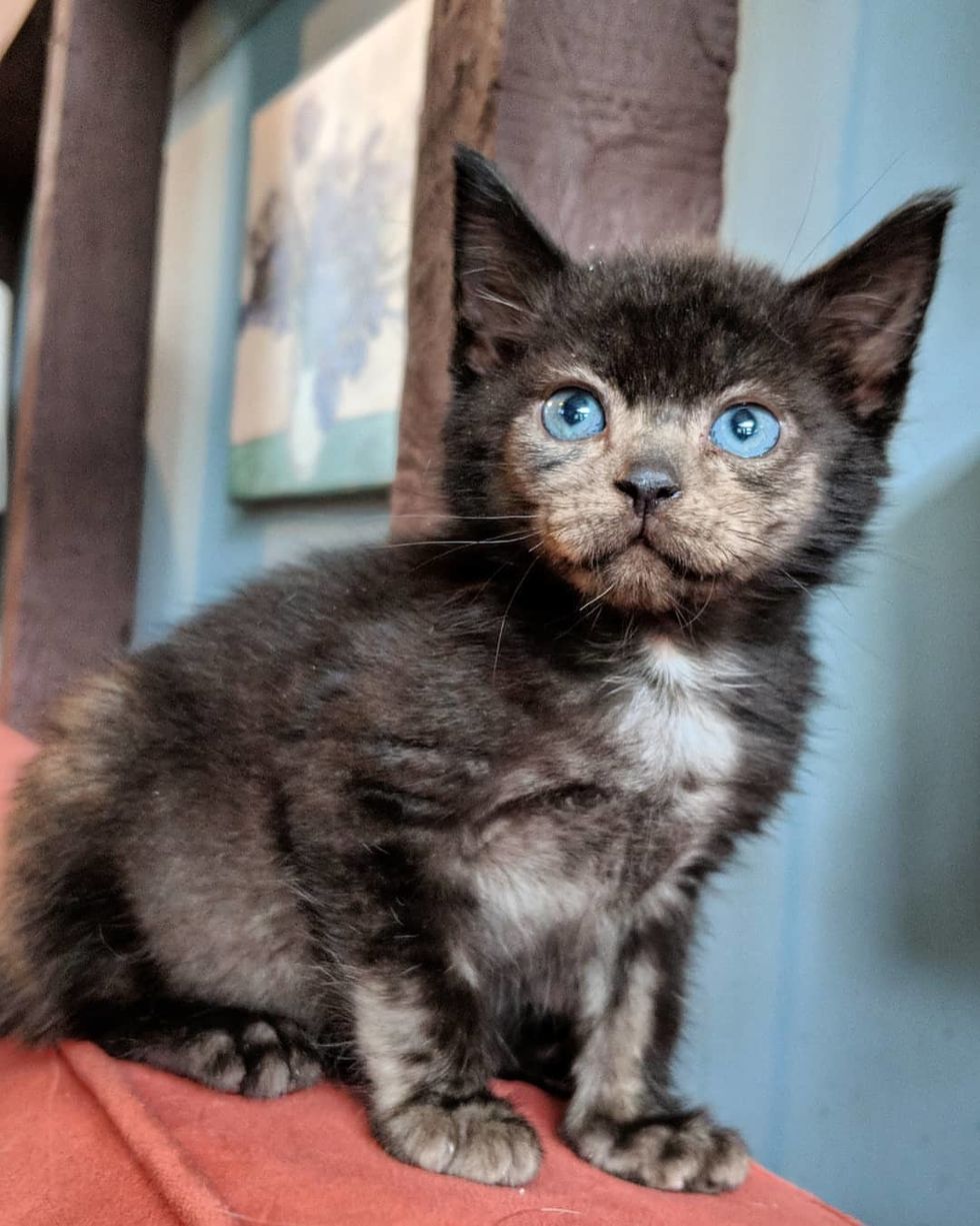 Orphaned Kitten Brought Back from the Brink, Grows Her Lost Fur Back in ...