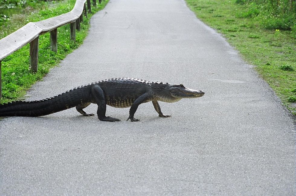 Alligator in South Carolina patiently uses crosswalk, demonstrating ...