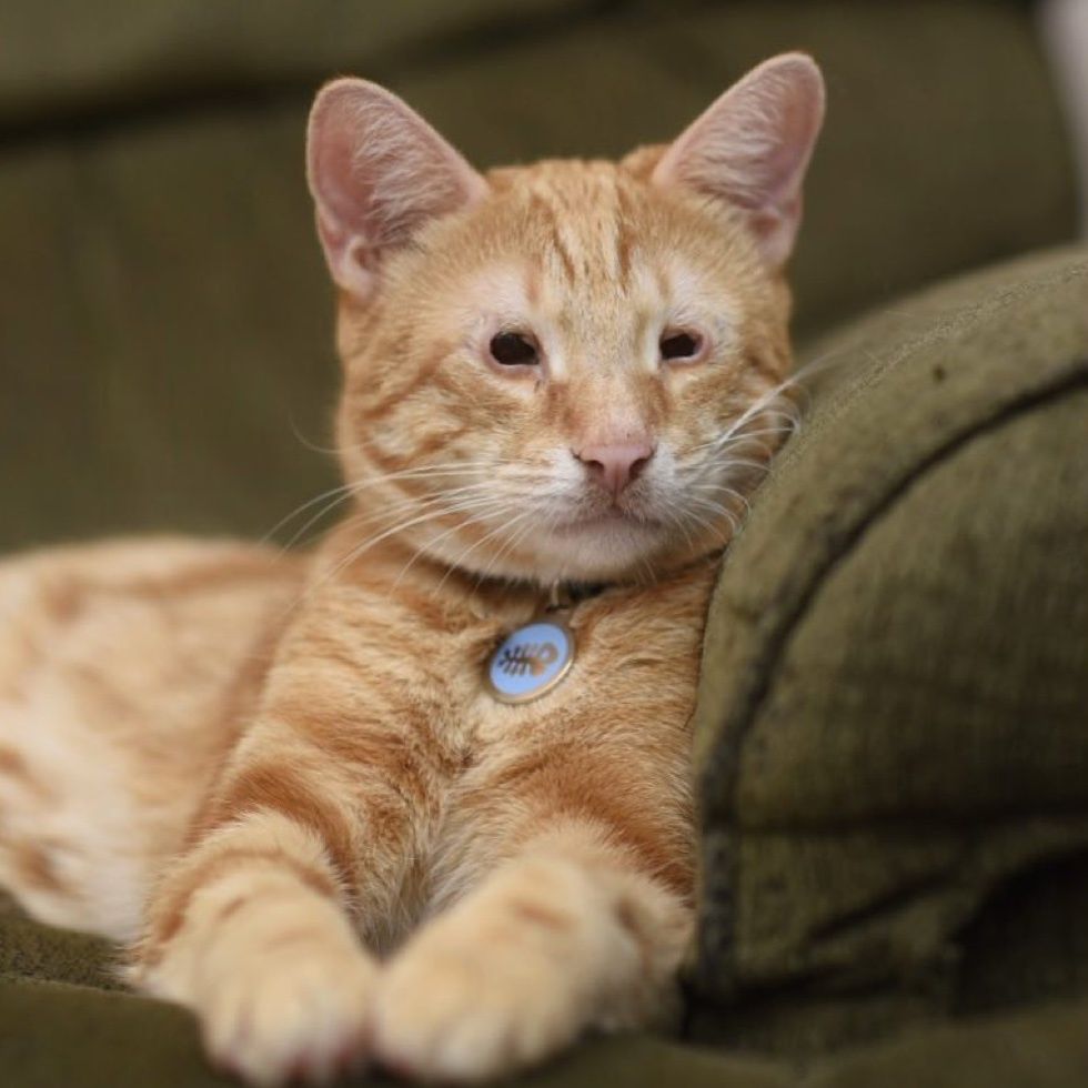 Kitten Who was Born without Eyelids and Couldn't Grow, Never Gives Up ...