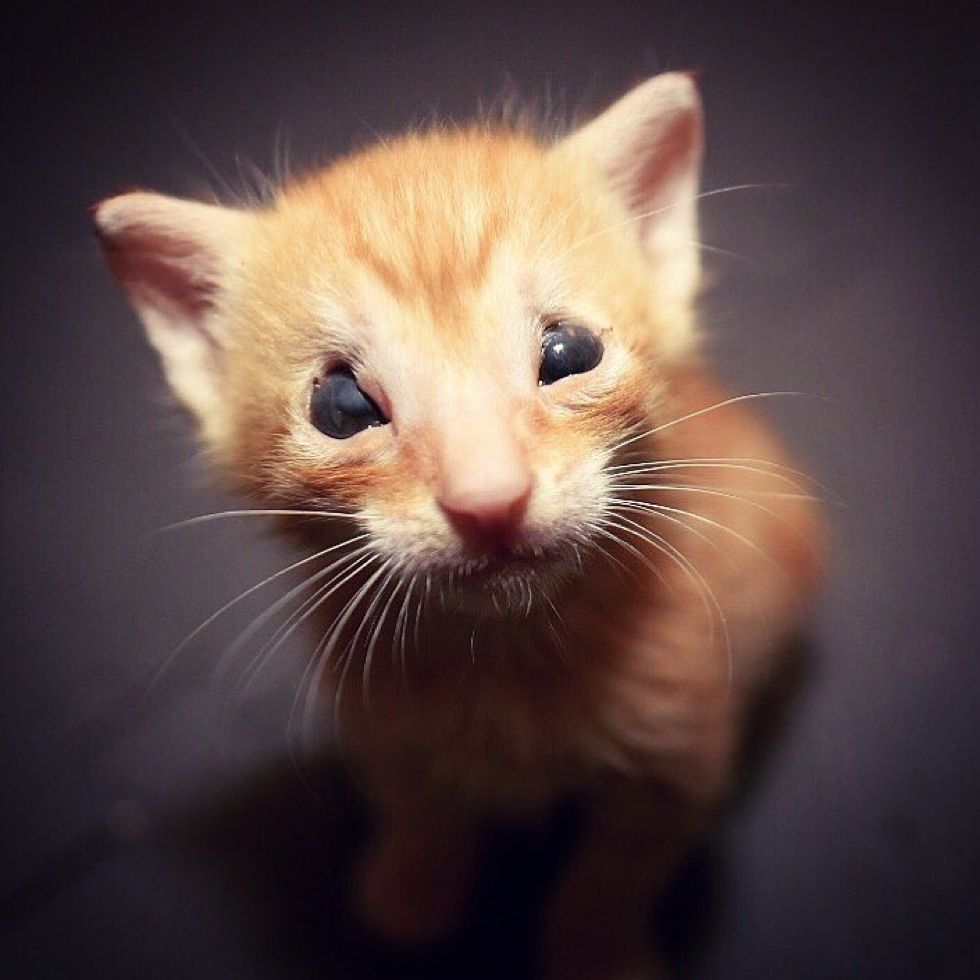 Kitten Who was Born without Eyelids and Couldn't Grow, Never Gives Up ...