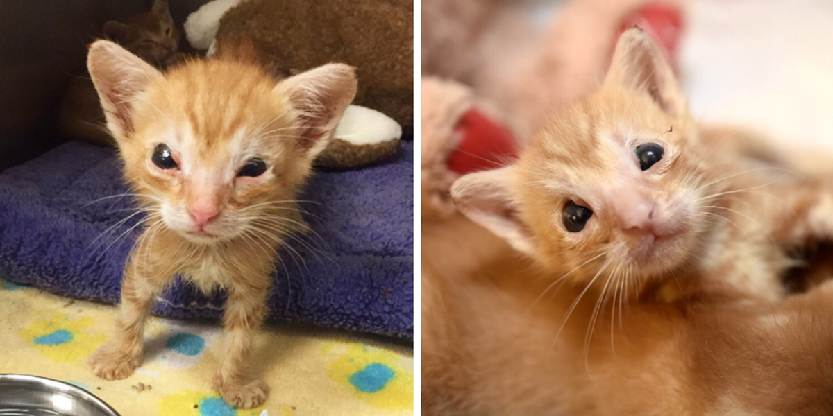 Kitten Who was Born without Eyelids and Couldn't Grow, Never Gives Up ...