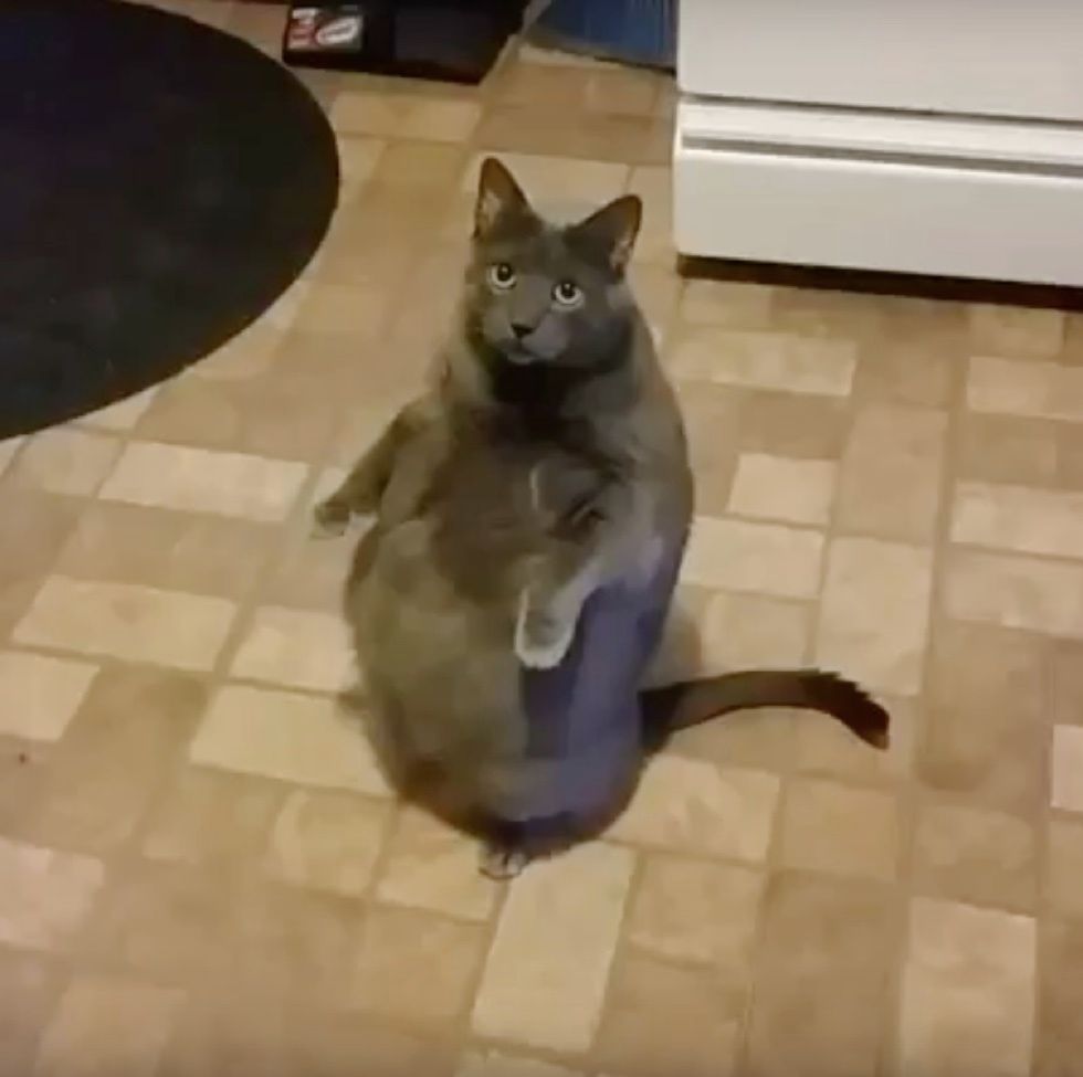 Cat Tries to Find a Home With His Special Quirks After He Came to ...
