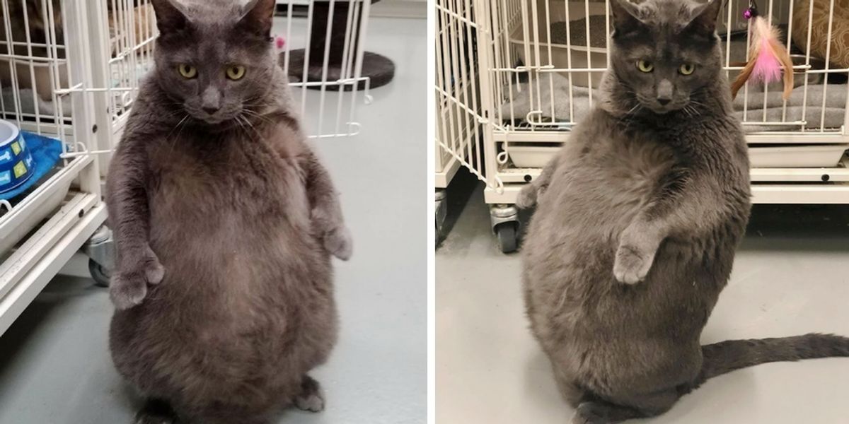 Cat Tries to Find a Home With His Special Quirks After He Came to ...