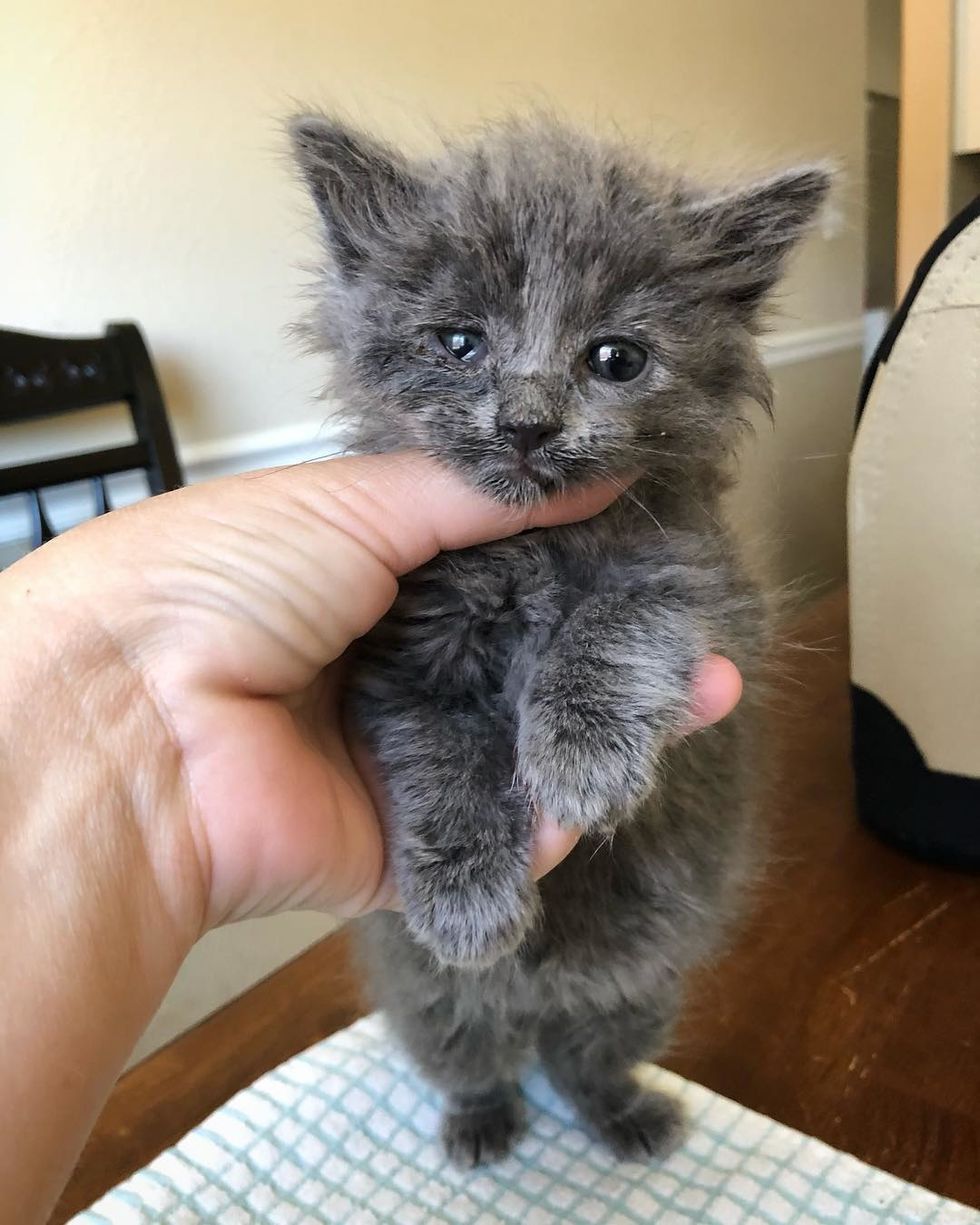 Kitten Rescued From Street in Unbearable Heat Finds Love Through ...