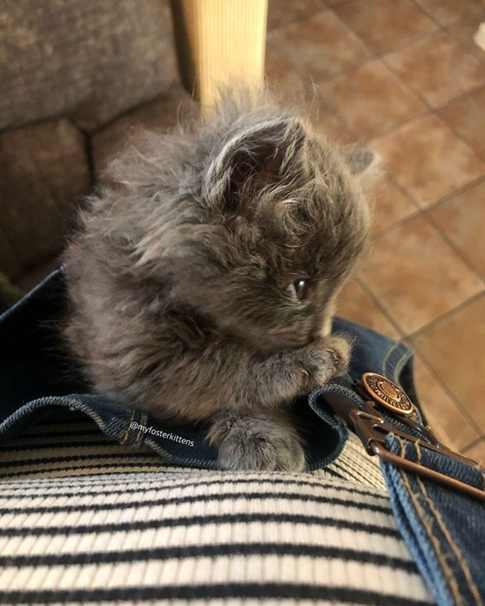 Kitten Rescued From Street in Unbearable Heat Finds Love Through ...