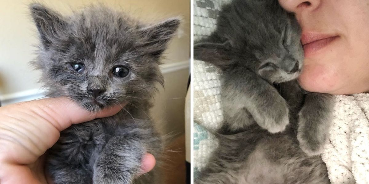 Kitten Rescued From Street in Unbearable Heat Finds Love Through ...