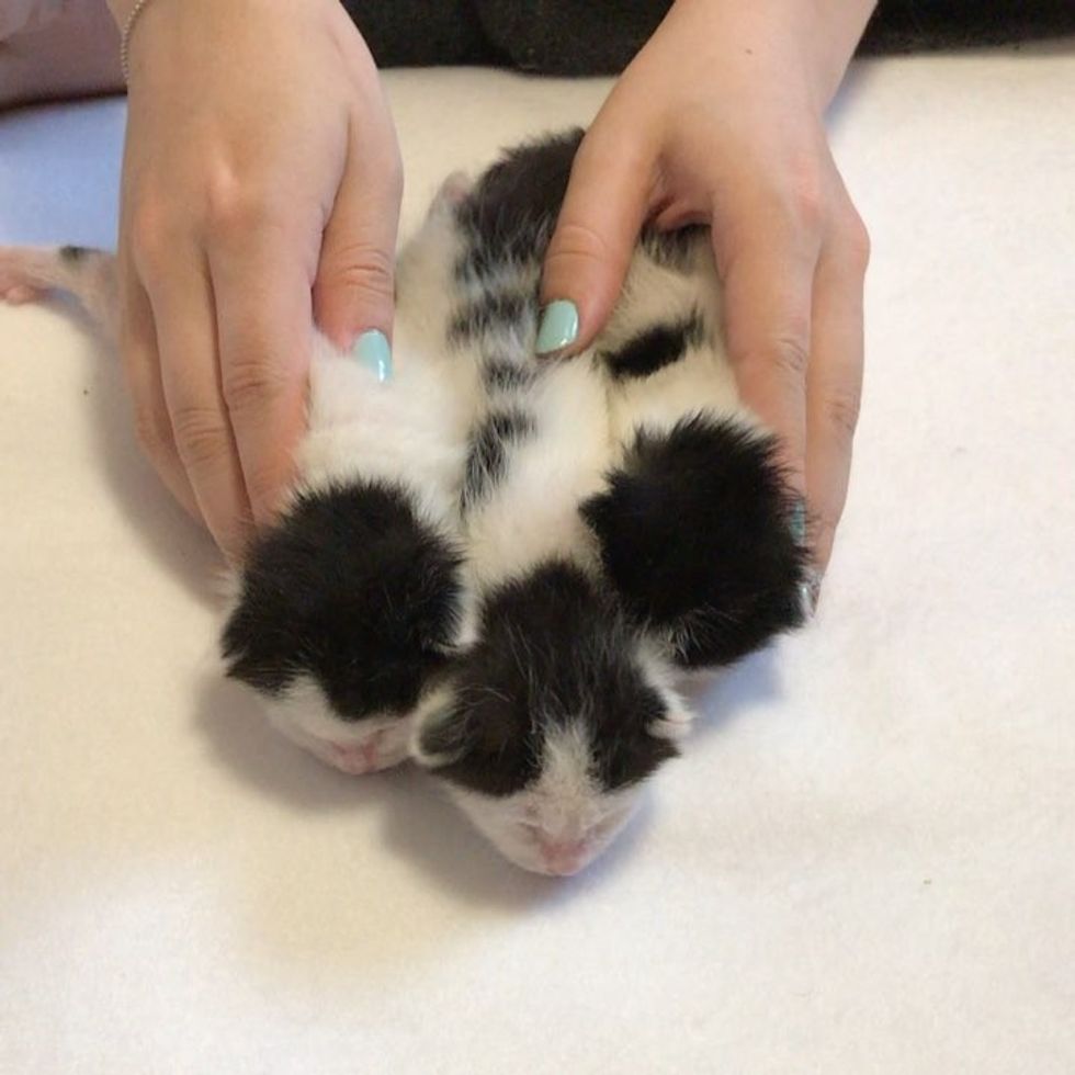 Kittens Rejected by Cat Mom Finds Someone They Love and Won't Let Go ...
