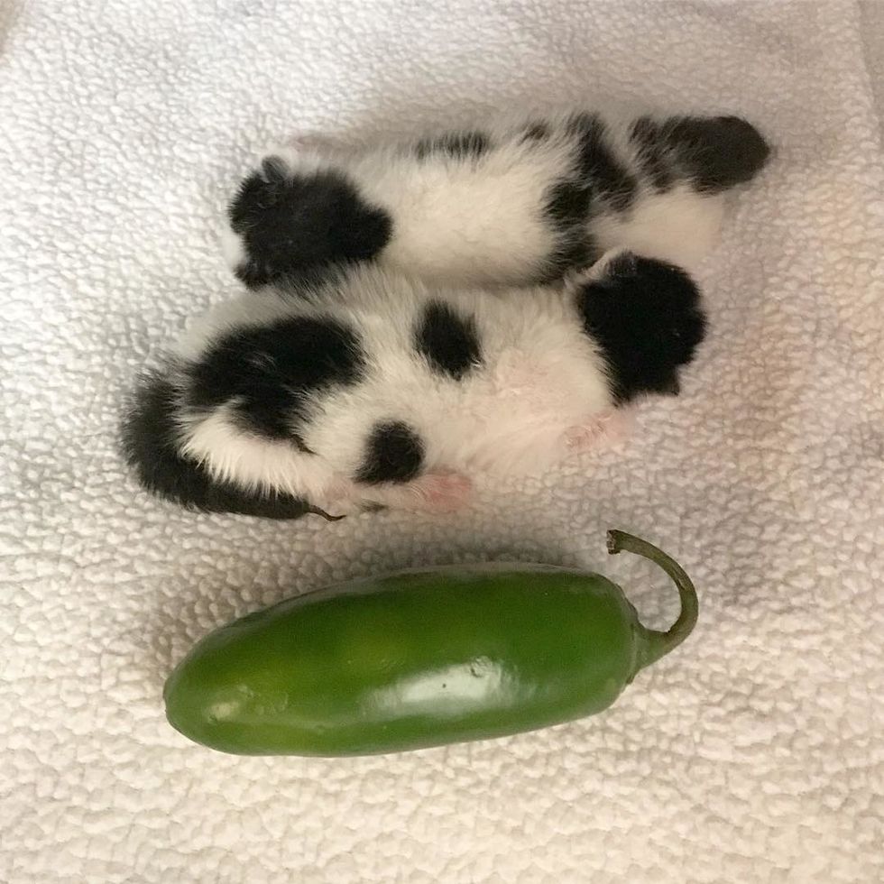 Kittens Rejected by Cat Mom Finds Someone They Love and Won't Let Go ...