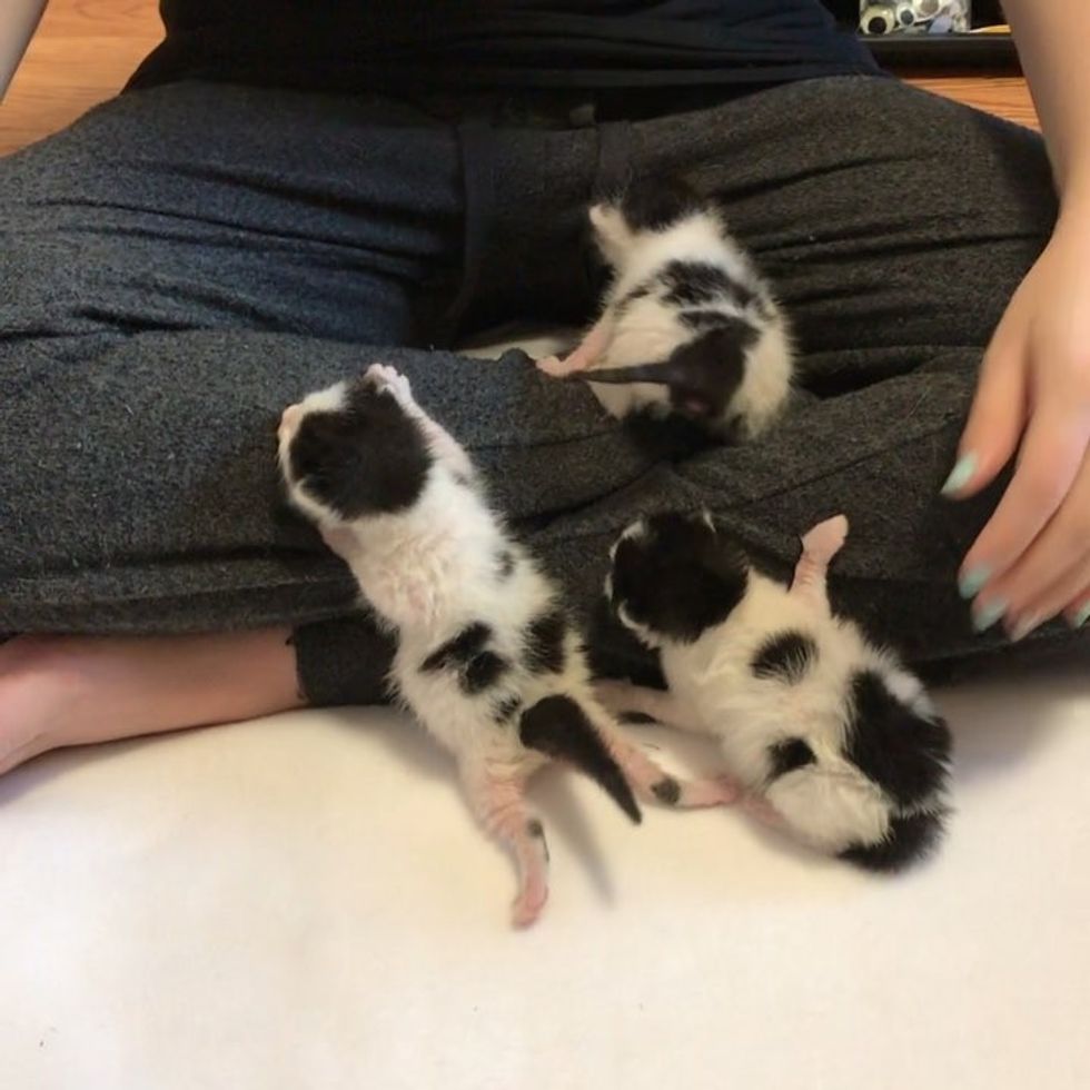 Kittens Rejected by Cat Mom Finds Someone They Love and Won't Let Go ...