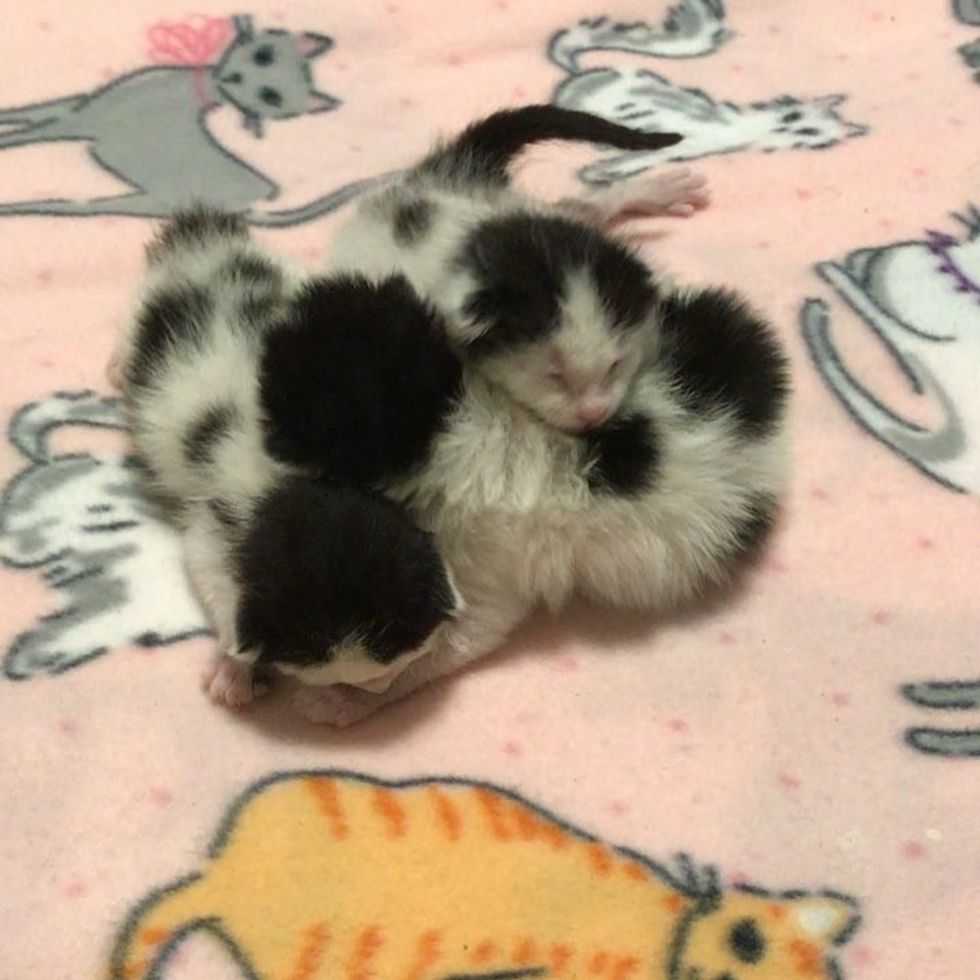 Kittens Rejected by Cat Mom Finds Someone They Love and Won't Let Go ...