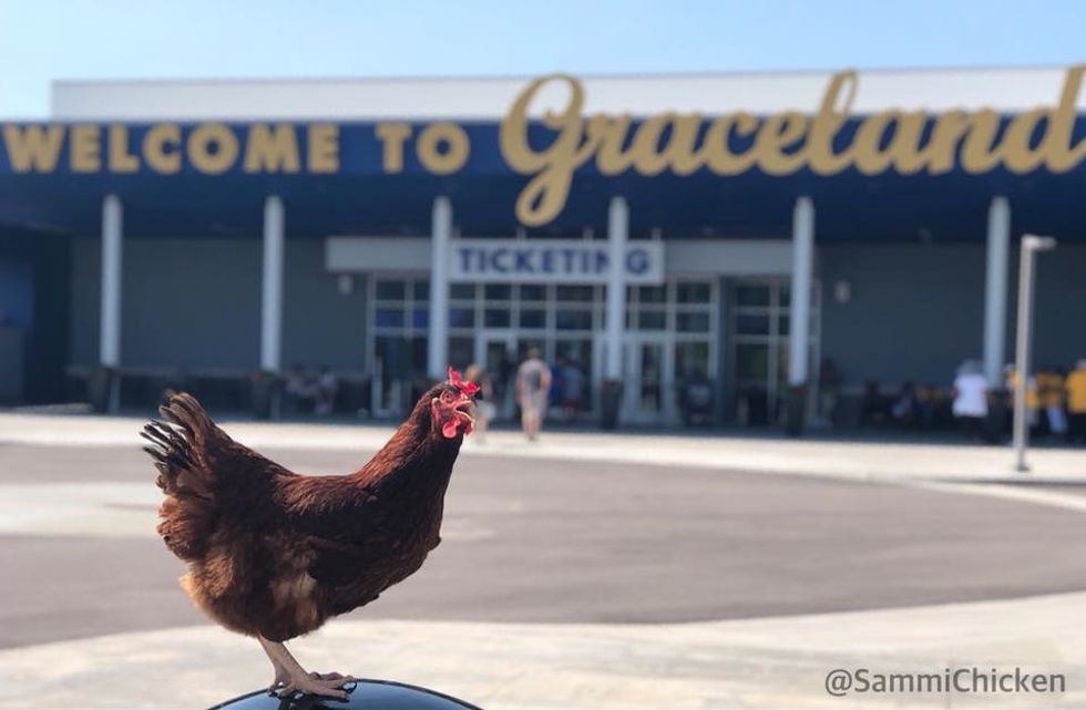 Meet Sammi, the chicken that is traveling the Southeast - It's a ...