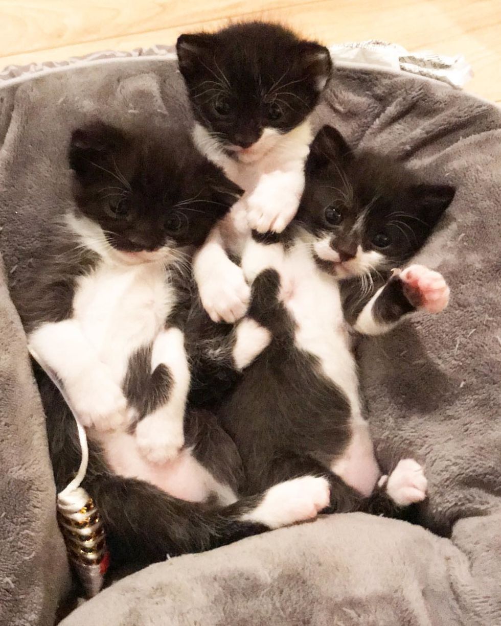Cat Finds Family to Help Raise Her Kittens Who All Share Her Half ...