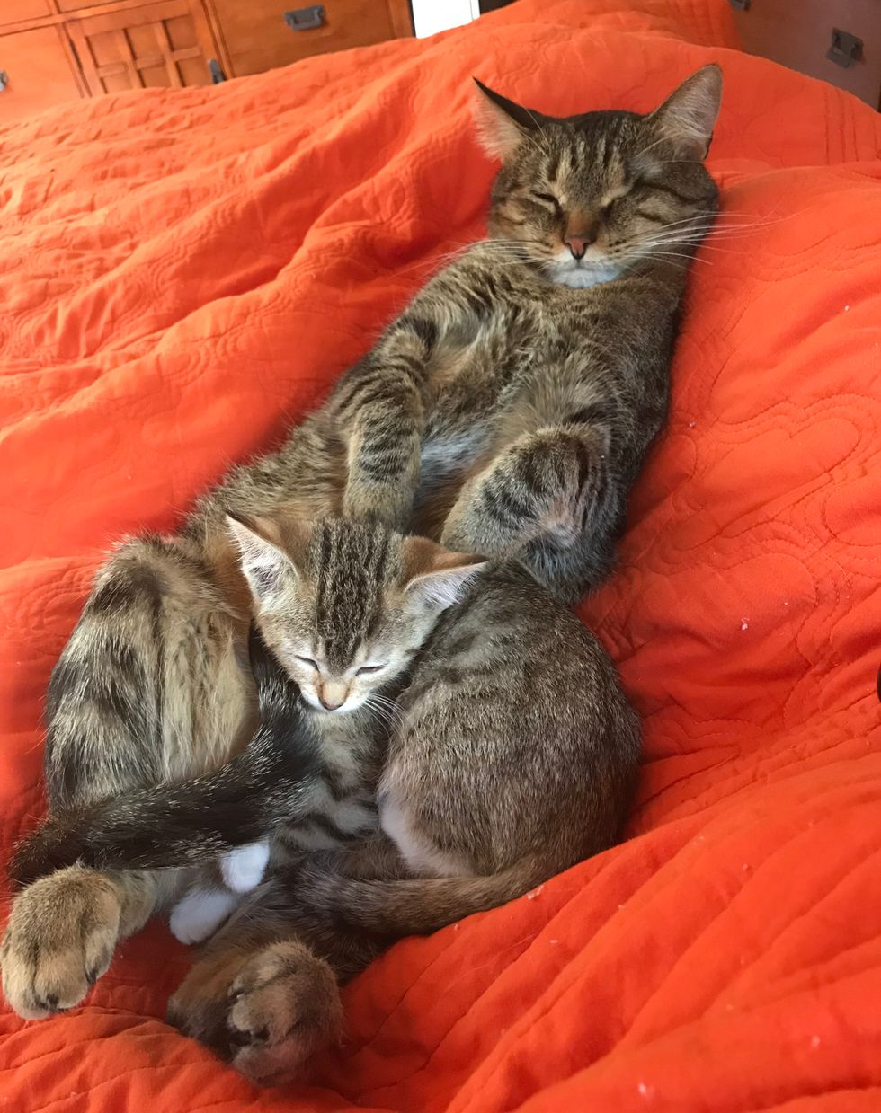 Family Agrees to Foster One-eyed Cat for a Few Weeks But the Kitty Has ...