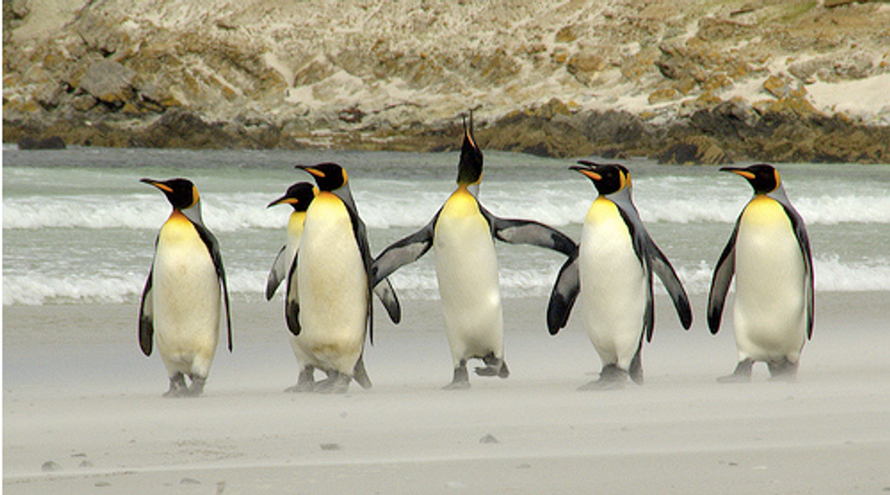 The Wisdom of (Animal) Crowds - Big Think