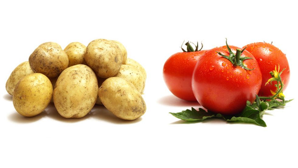 Tomatoes Or Potatoes This Plant Lets You Have Both Big Think tomatoes-or-potatoes-this-plant-lets-you-have-both-big-think