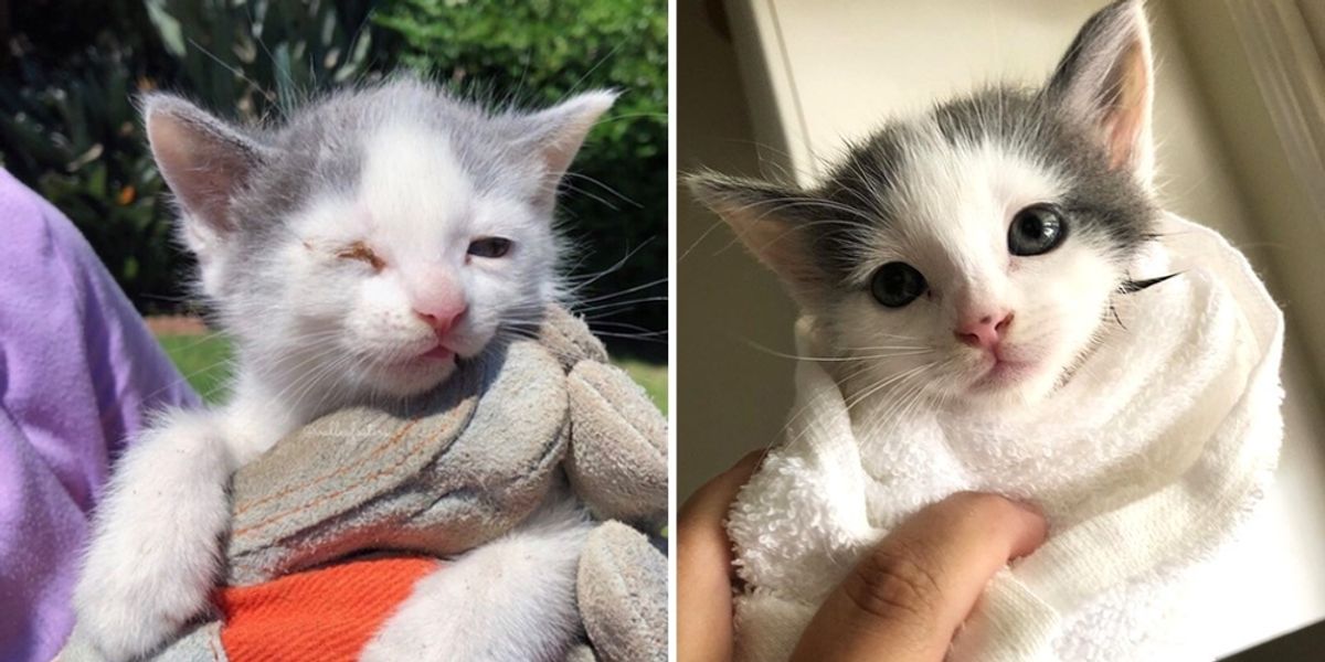 Man Heard Kitten's Cries in Backyard and Found 3 Kitties Needing Help ...