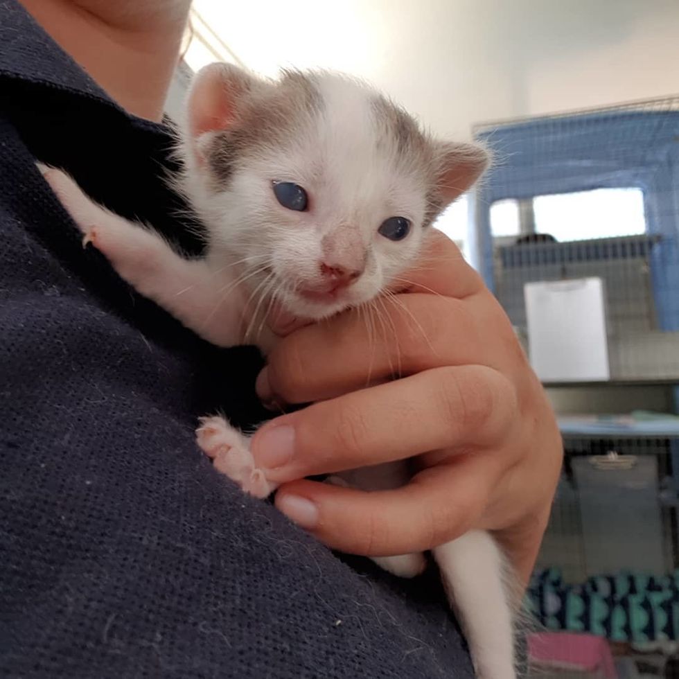 Rescued Kitten with 4 Ears Meets His Little Brother Who Also Has Extra ...