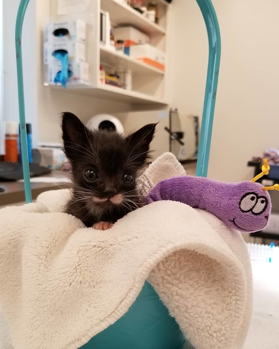 Kitten Who Couldn't Grow, Found Someone Who Never Gave Up on Him - Love ...
