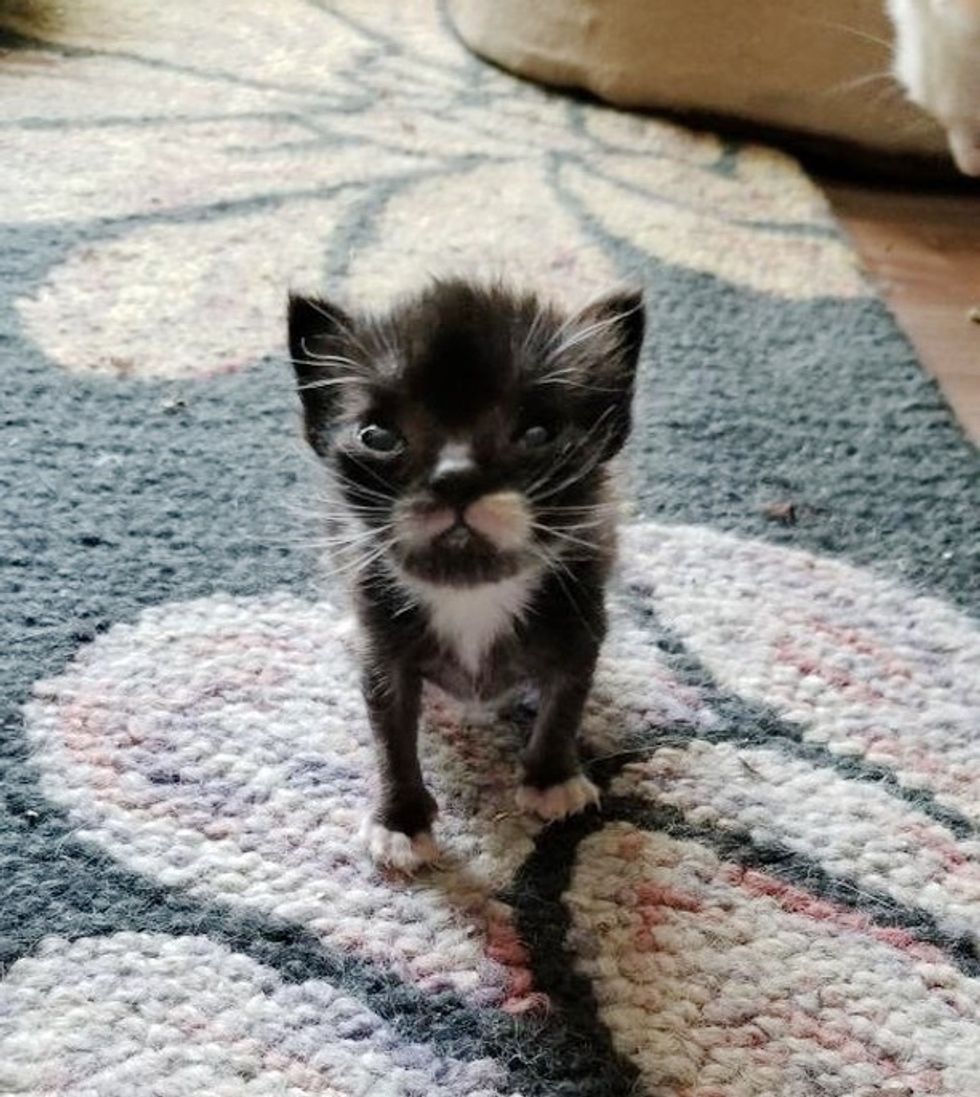 Kitten Who Couldn't Grow, Found Someone Who Never Gave Up on Him - Love ...