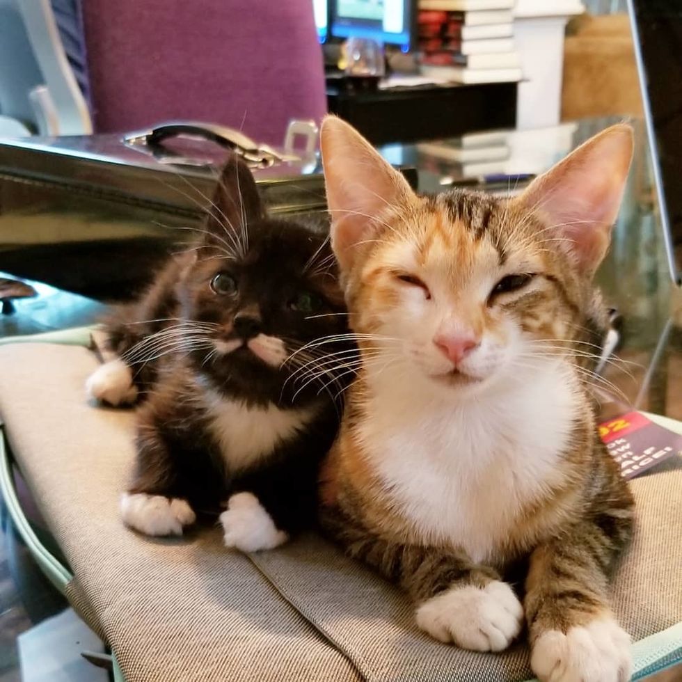 Kitten Who Couldn't Grow, Found Someone Who Never Gave Up on Him - Love ...