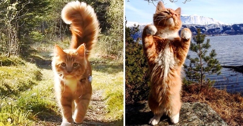 Kitten Follows His Humans Loyally Everywhere They Go After They Gave ...