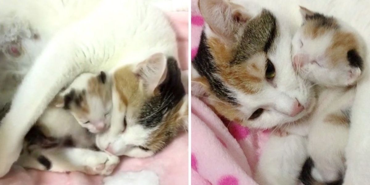 Cat Mom Rescued Along with Her Surviving Kitten - She Wouldn't Let Her ...