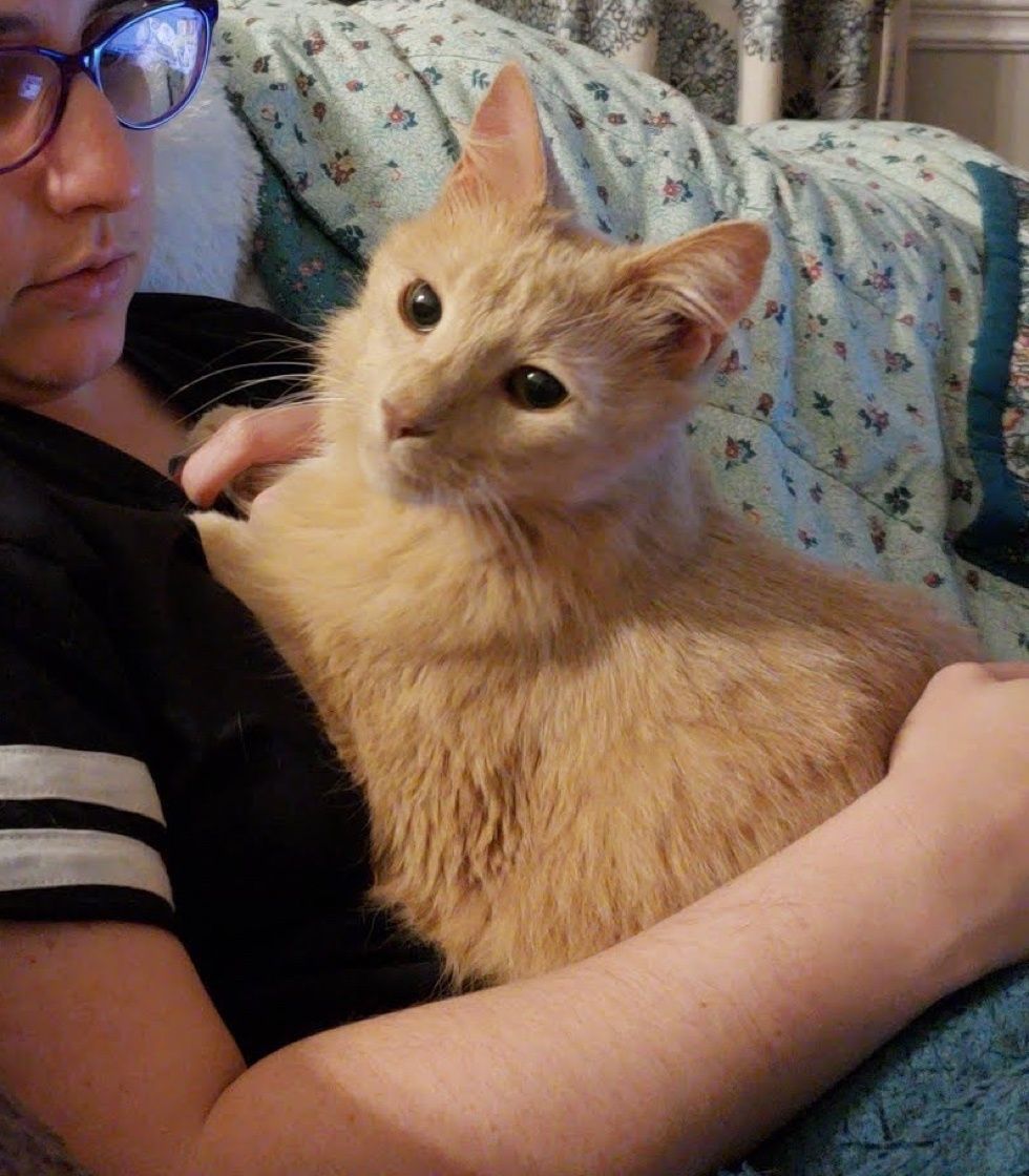 Couple Saves Cat from Shelter, the Kitty Holds onto Them and Won't Let ...