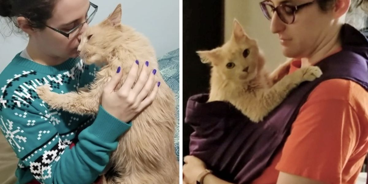Couple Saves Cat from Shelter, the Kitty Holds onto Them and Won't Let ...