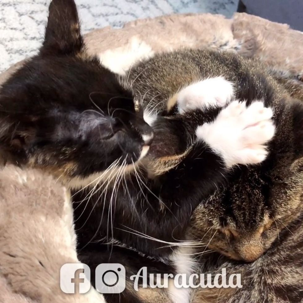 Grandpa Cat Has a Feline Admirer Who Follows Him Around for Snuggles ...