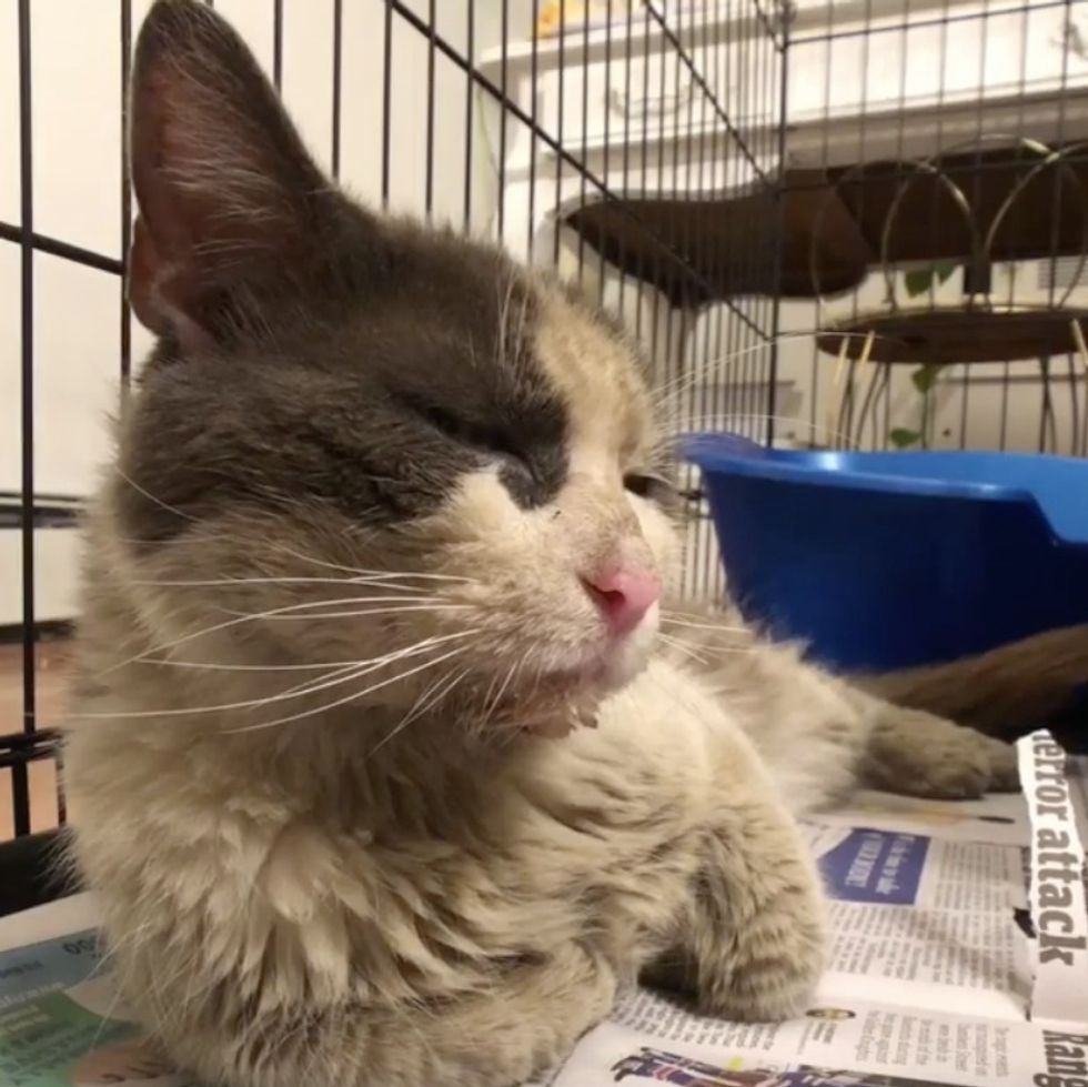 Scraggly Street Cat Walks into Carrier for Help and Can't Stop Cuddling ...