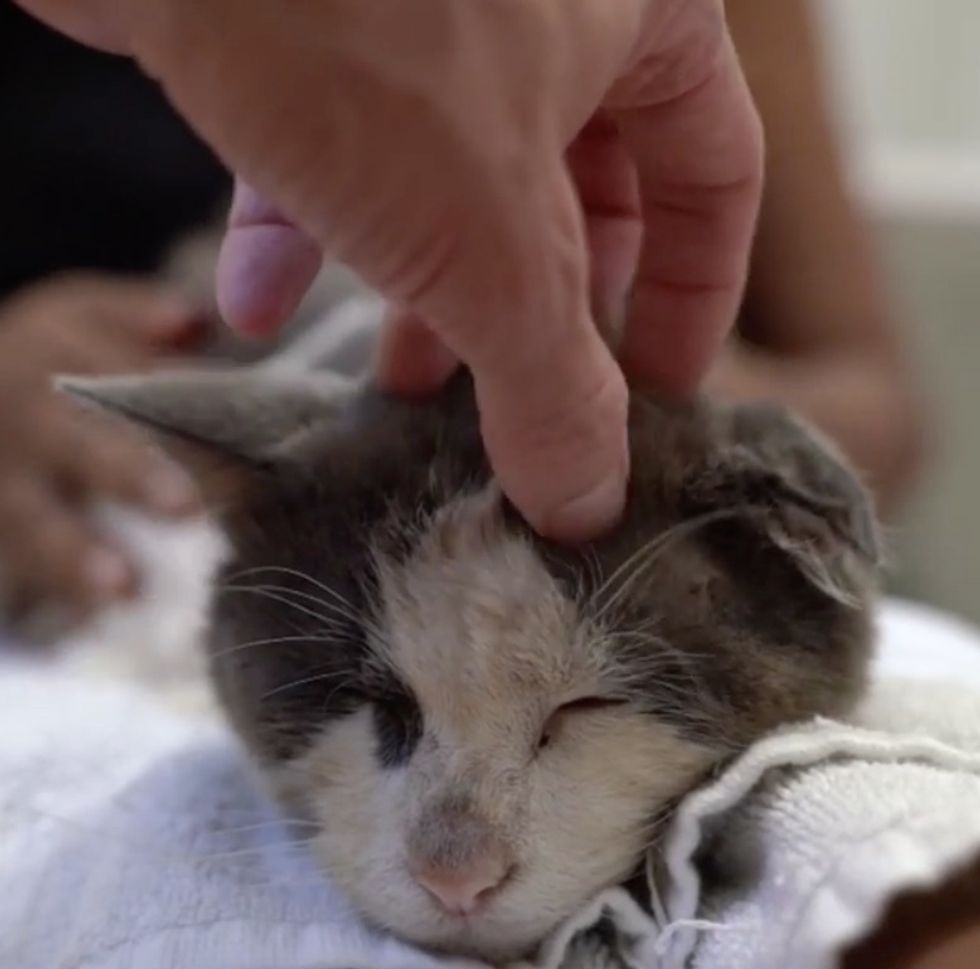 Scraggly Street Cat Walks into Carrier for Help and Can't Stop Cuddling ...